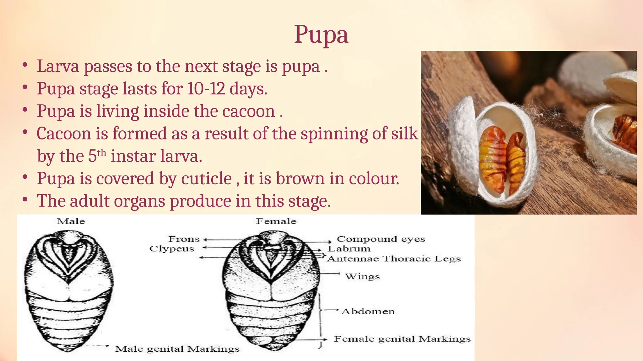 SILK MOTH – LIFE CYCLE . ABOUT EGG , LARVA , PUPA , ADULT. | PPTX