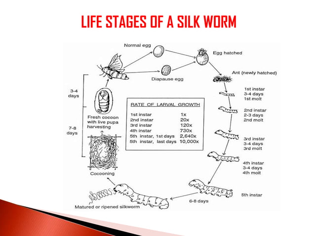 Silkworm | PPT