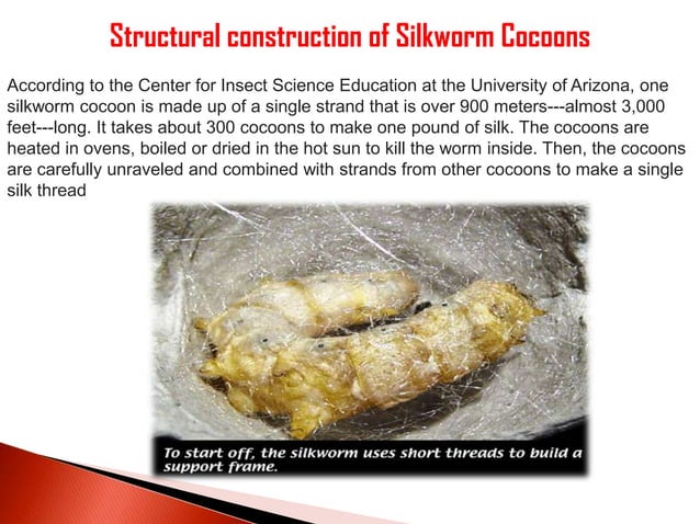 Silkworm | PPT