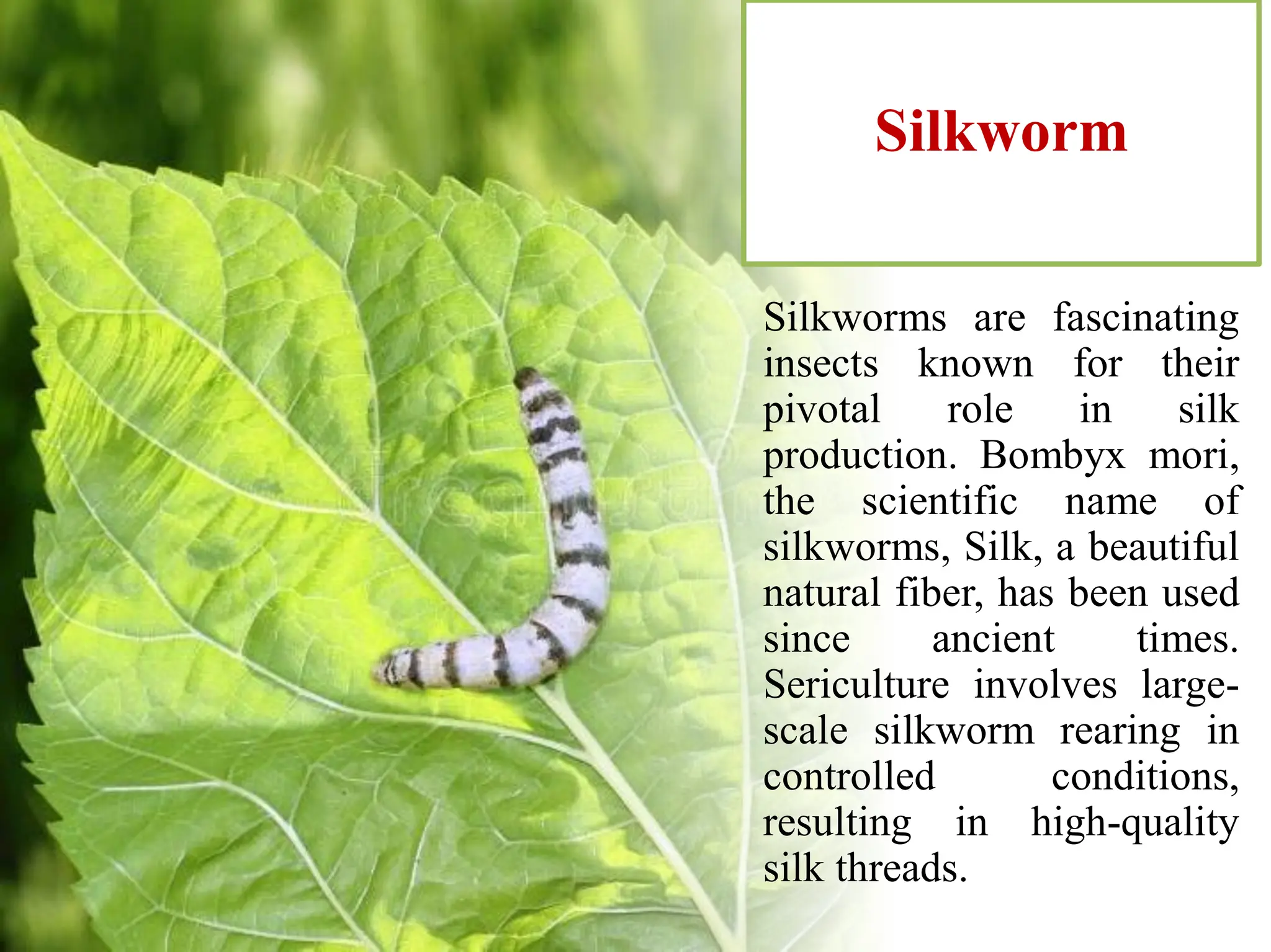 Silkworm Production Name