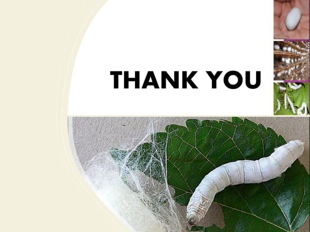 SILKWORM | PPT