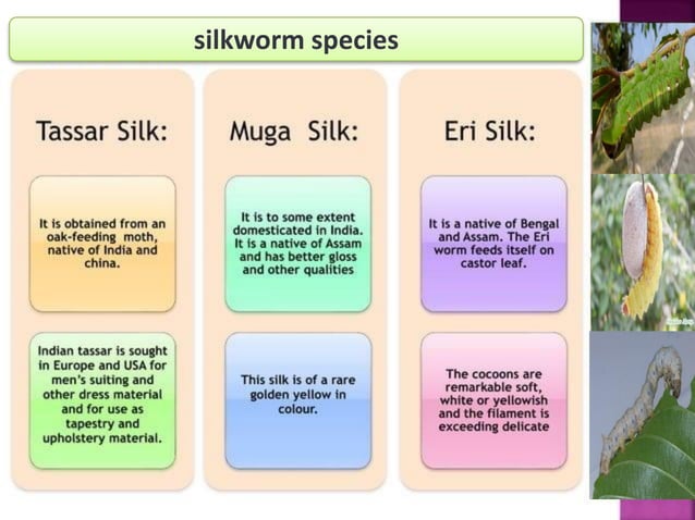 SILKWORM | PDF
