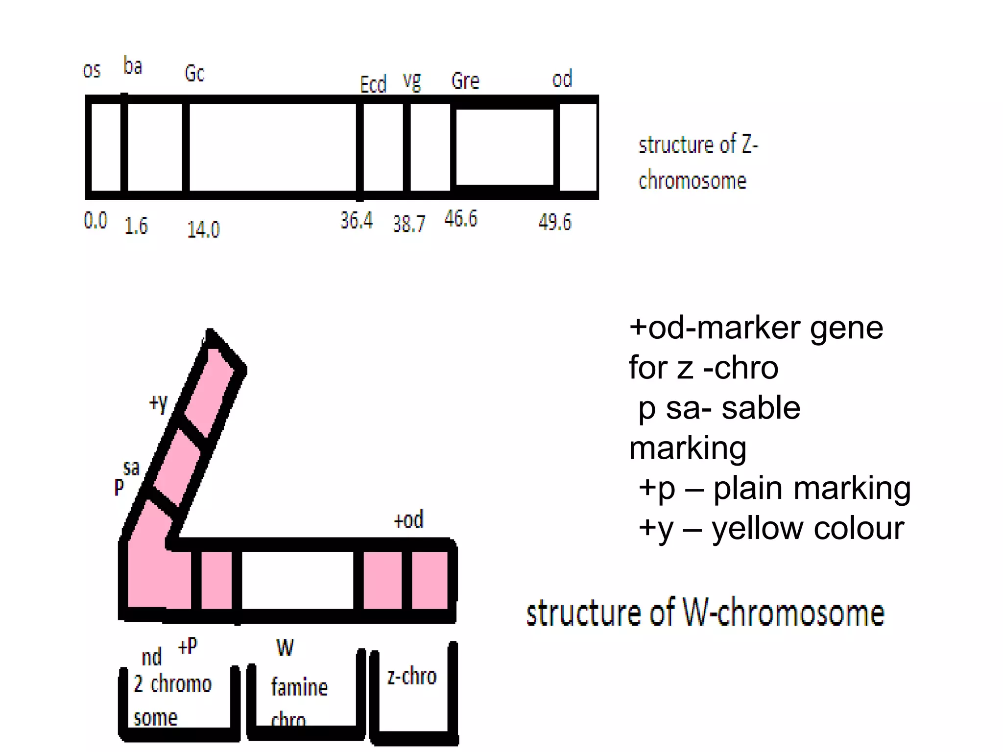 Silkworm Chromosome And Structure Of Sex Chromosome Ppt