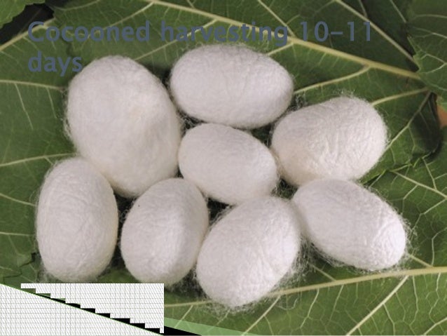 Silkworm Rearing