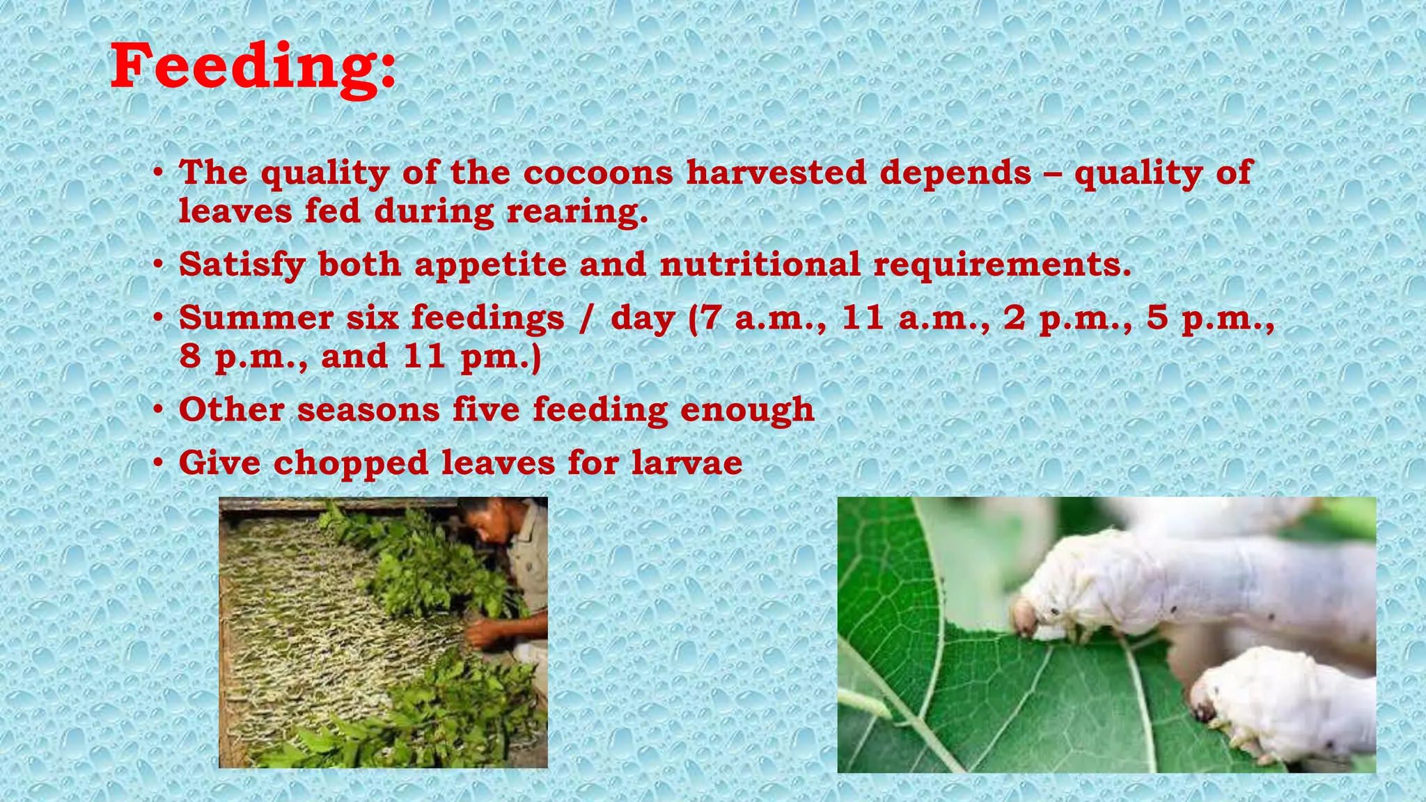 Silkworm Rearing.pptx
