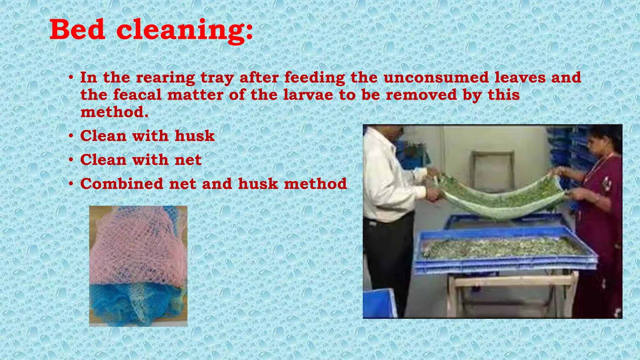 Silkworm Rearing.pptx