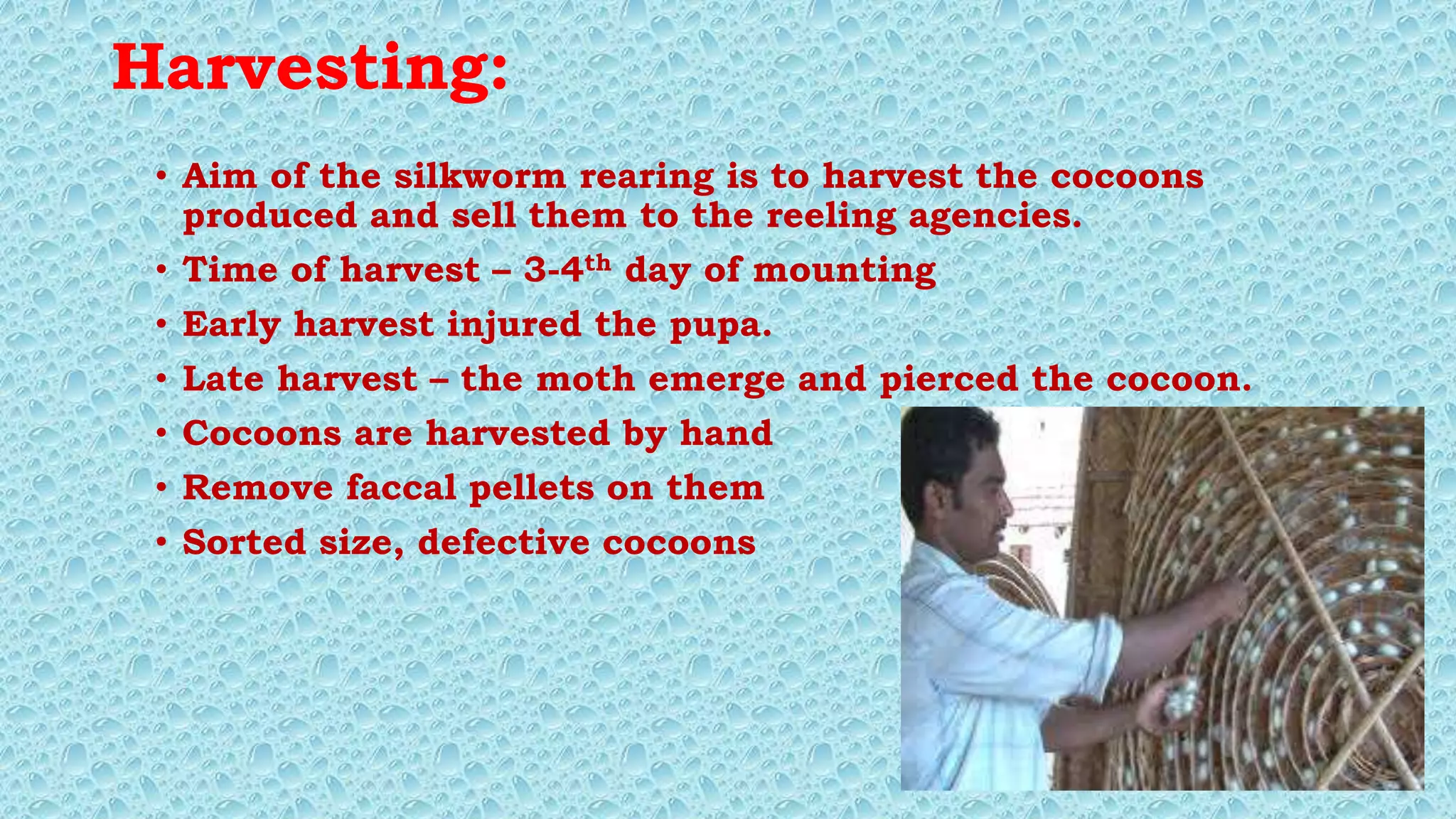 Silkworm Rearing.pptx