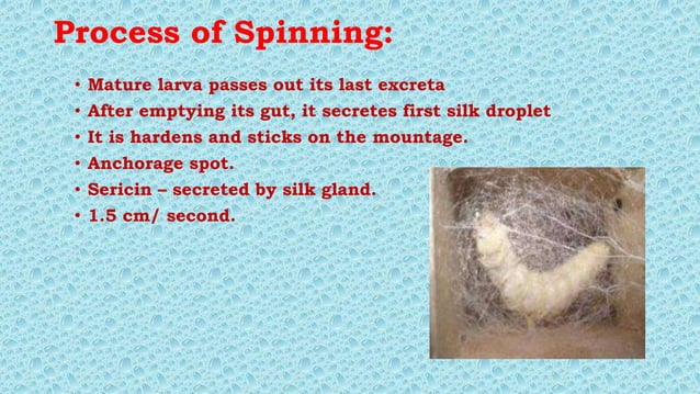 Silkworm Rearing.pptx | Gardening | Home & Garden