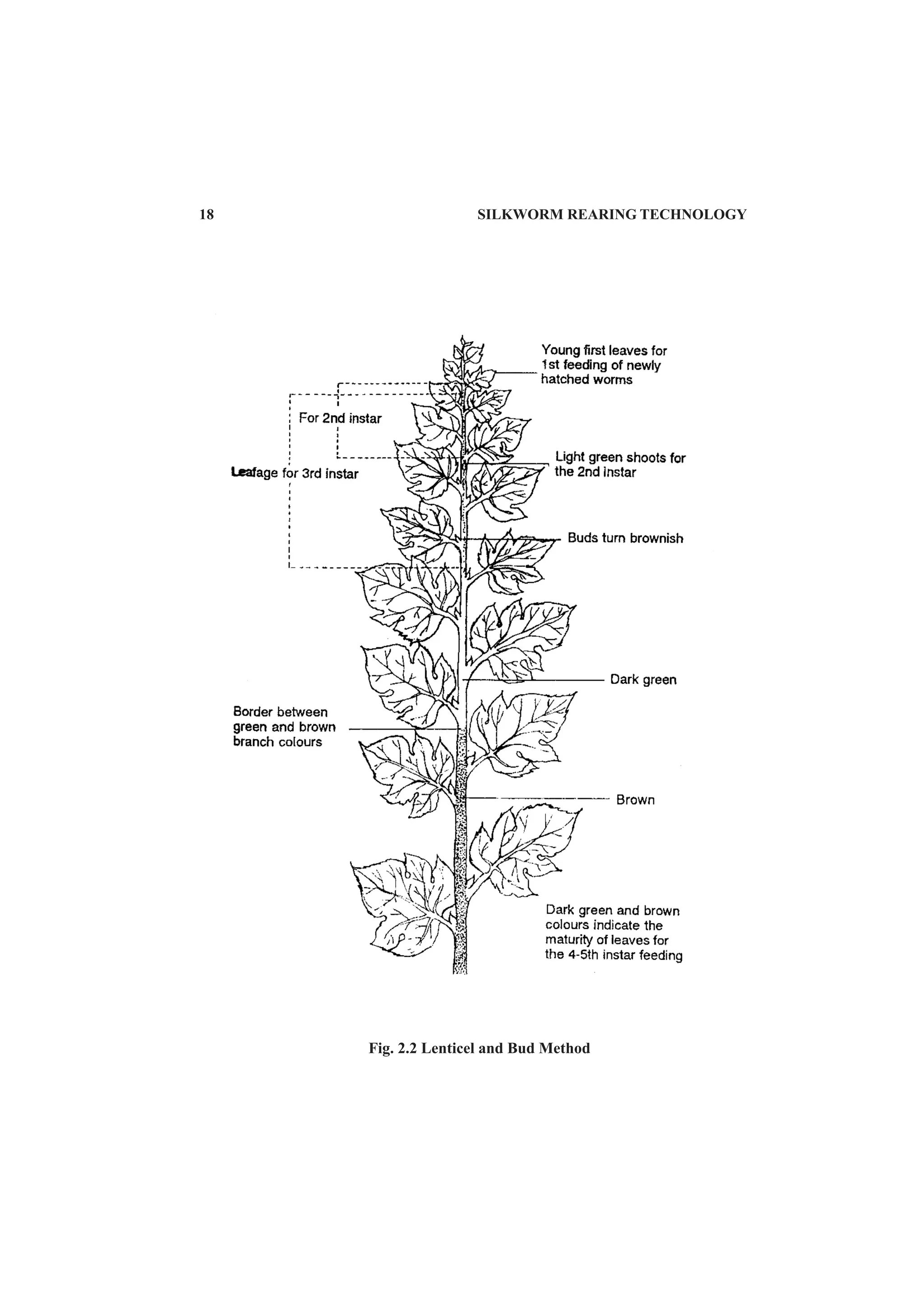 Silkworm rearing technology | PDF