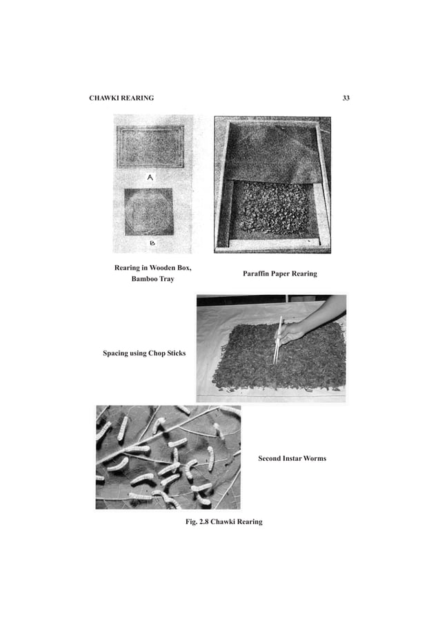 Silkworm rearing technology | PDF | Beekeeping | Hobbies & Interests