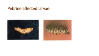 Silkworm Seed Production Technology-1.pptx
