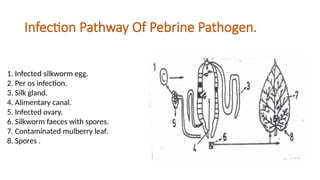 Silkworm Seed Production Technology-1.pptx
