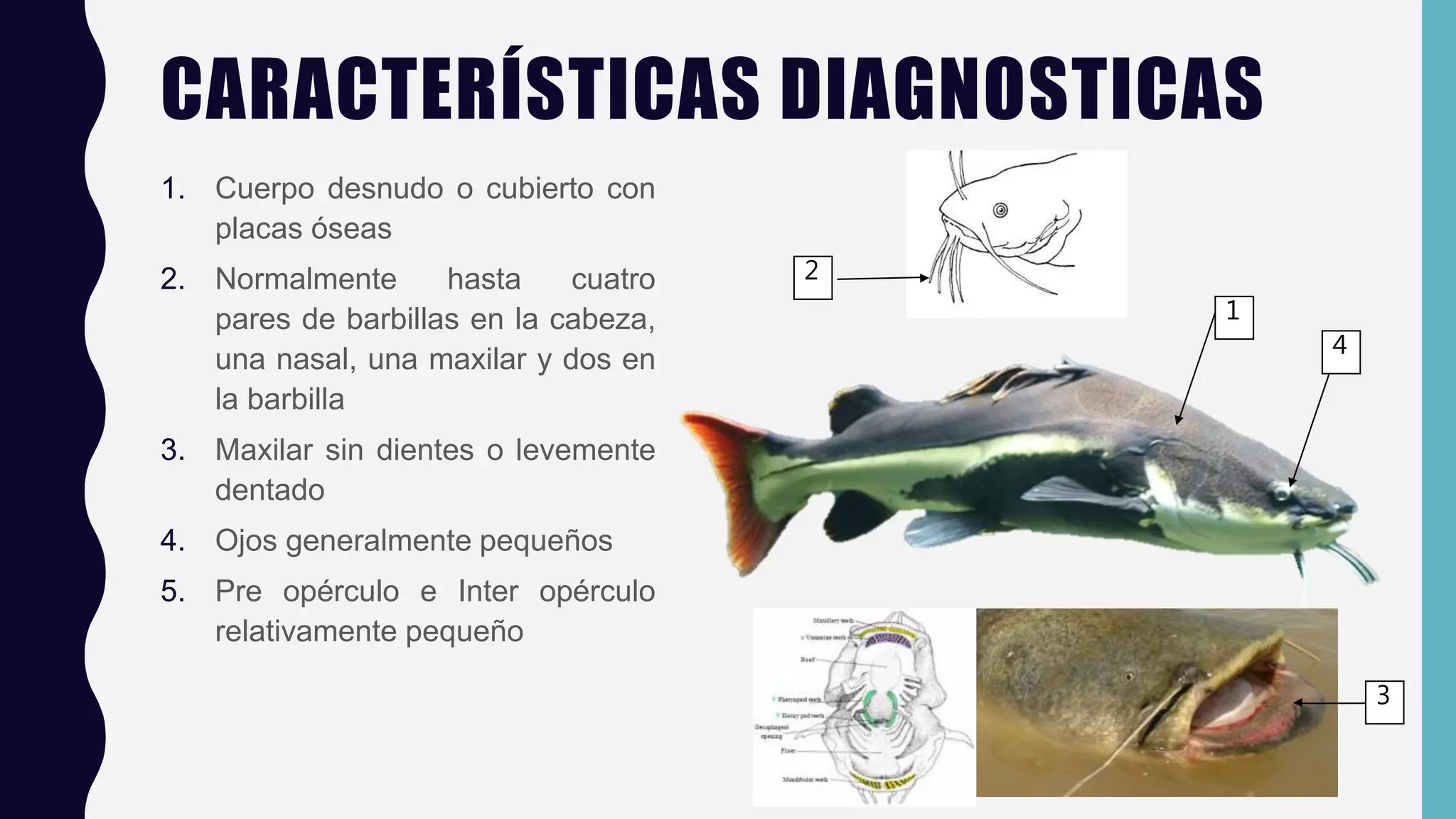 Peces: Orden Siluriformes (Peces Gato, Siluros, Bagres) | PPT