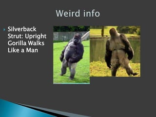 Silverback gorilla | PPTX