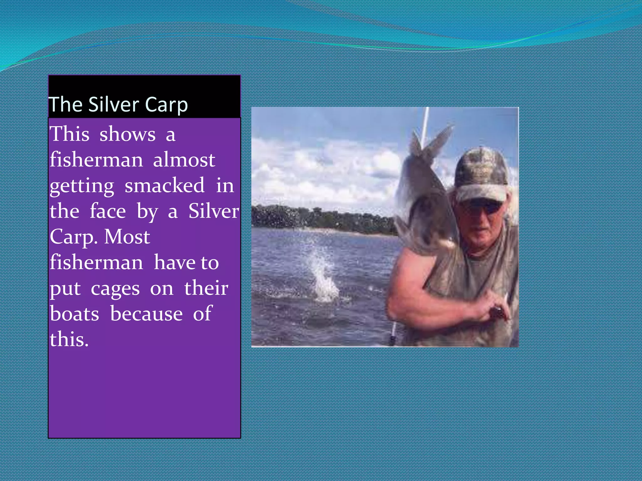 Silver carp.pptx kyle | PPT