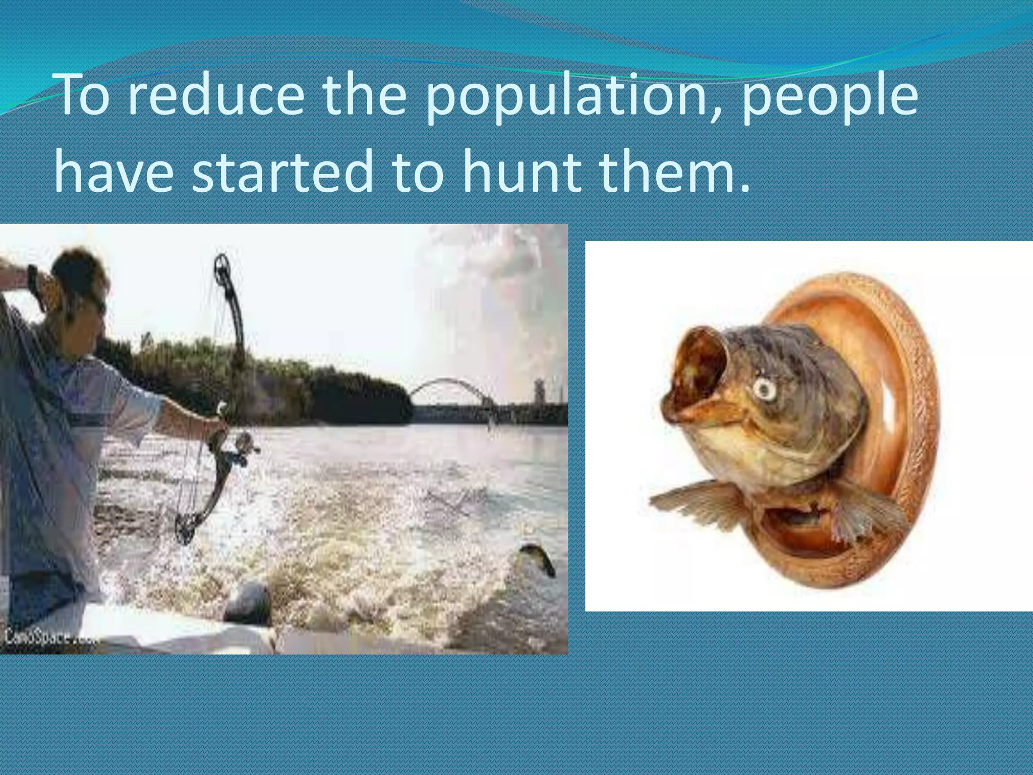 Silver carp.pptx kyle | PPT