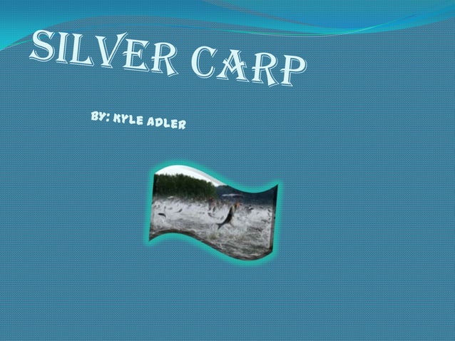 Silver carp.pptx kyle | PPT