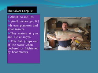 Silver carp.pptx kyle | PPTX