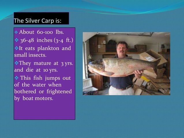 Silver carp.pptx kyle | PPT