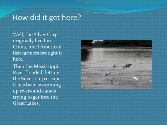 Silver carp.pptx kyle | PPT