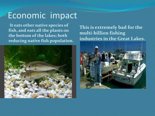 Silver carp.pptx kyle | PPT