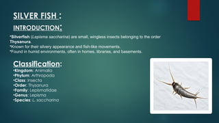 SILVERFISH .AZKA (1)...........................pptx