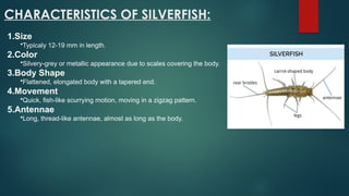 SILVERFISH .AZKA (1)...........................pptx