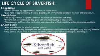 SILVERFISH .AZKA (1)...........................pptx