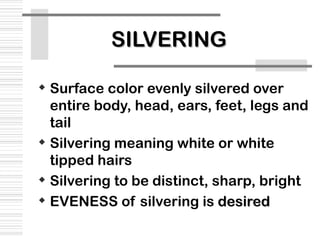 Silver fox by Kitty Lynch | PPT
