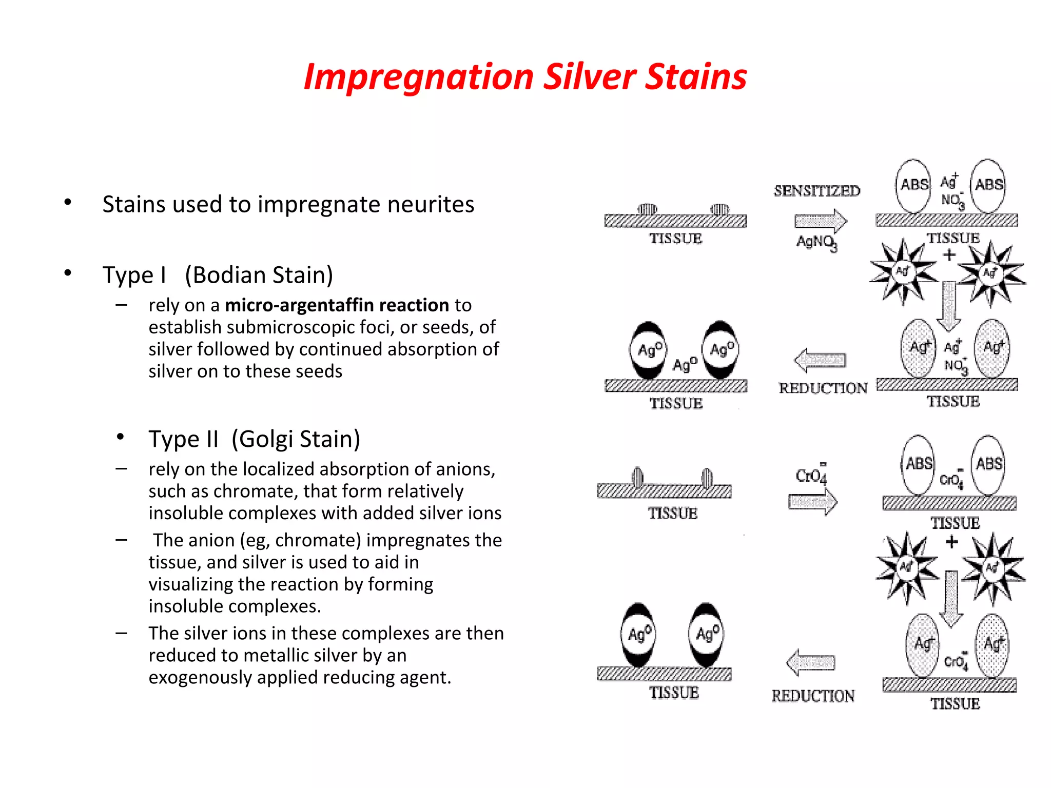 Silver Staining | PPT