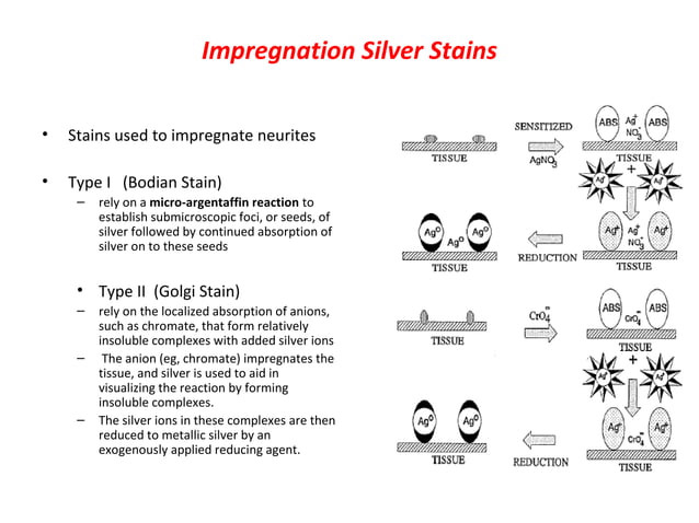 Silver Staining | PPT | Chemistry | Science