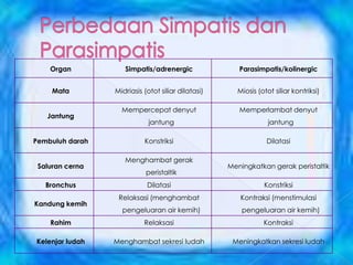 ANATOMI SARAF | PPTX