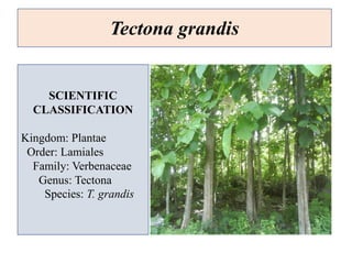 Important Silvics of Teak, Garjan, D. Indicus, D. Hamiltoni.pptx