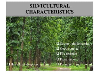 Important Silvics of Teak, Garjan, D. Indicus, D. Hamiltoni.pptx