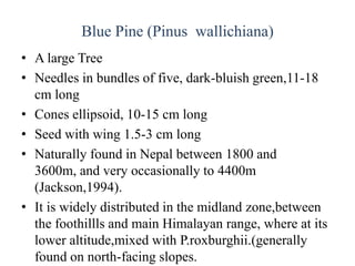 Silvicultural characteristics of three tree species on temperate region ...