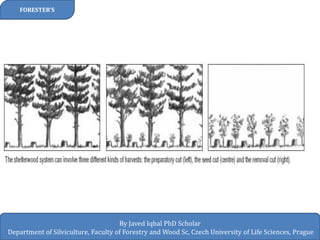 Silvicultural system | PDF