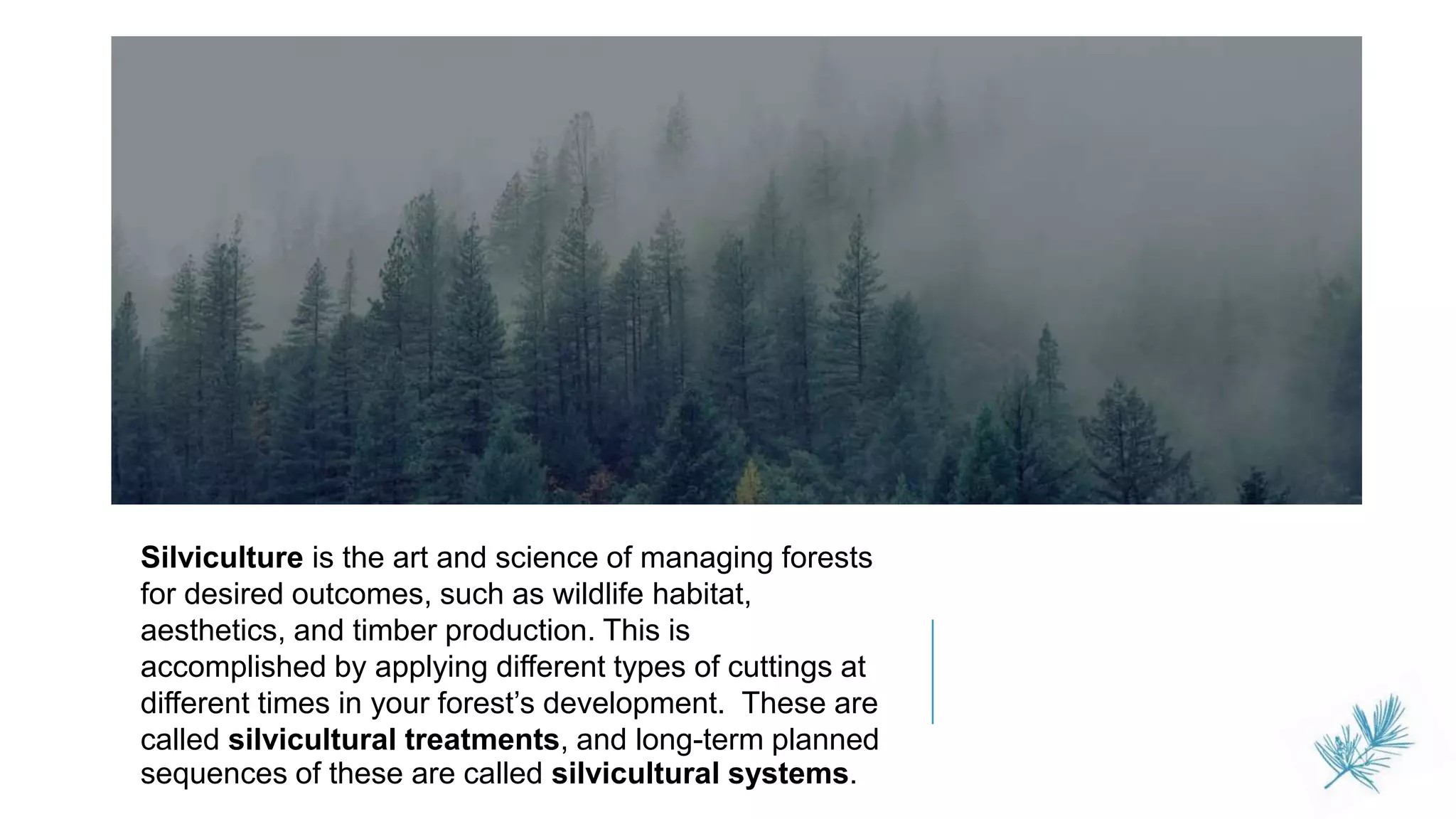 silviculture.pptx