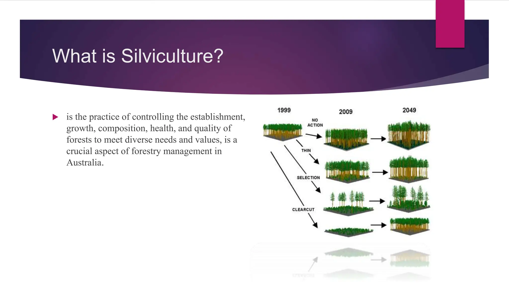 SILVICULTURE IN AUSTRALIA- PRESENTATION.pptx