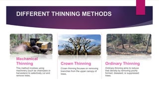 SILVICULTURE IN AUSTRALIA- PRESENTATION.pptx
