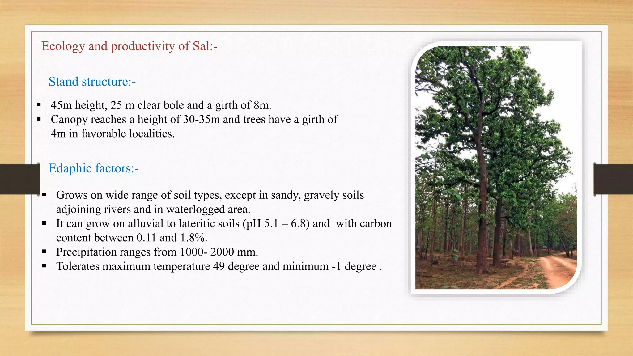 Silviculture of sal tree | PPTX
