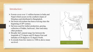 Silviculture of sal tree | PPTX