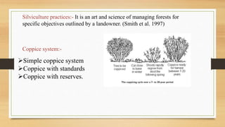 Silviculture of sal tree | PPTX | Agriculture | Industries