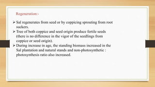 Silviculture of sal tree | PPTX