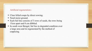 Silviculture of sal tree | PPTX