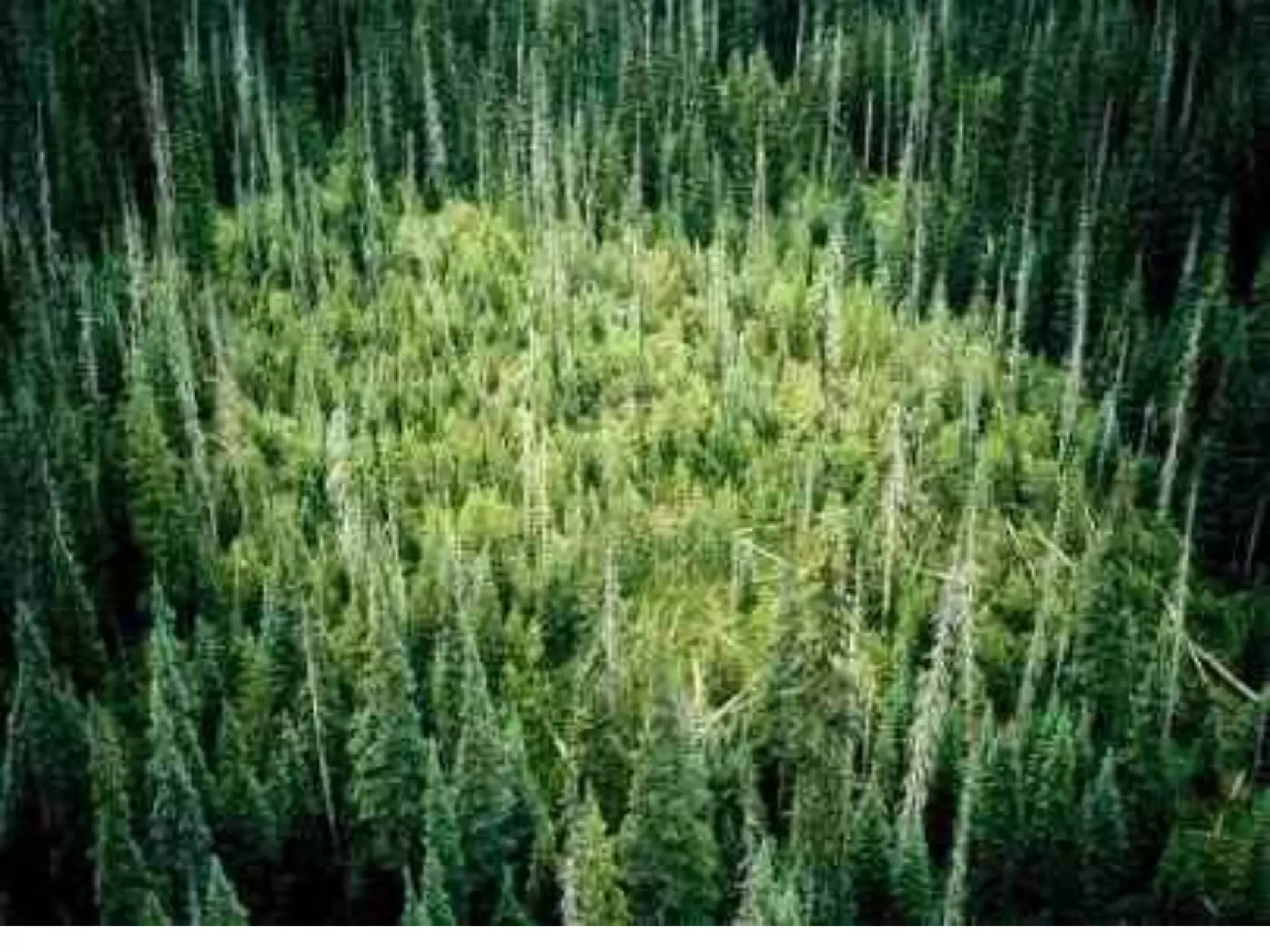 Forest Gap Models- Silviculture | PPTX