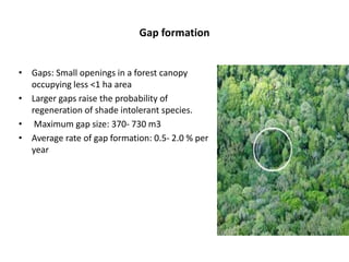 Forest Gap Models- Silviculture | PPTX