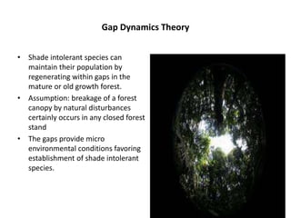 Forest Gap Models- Silviculture | PPTX