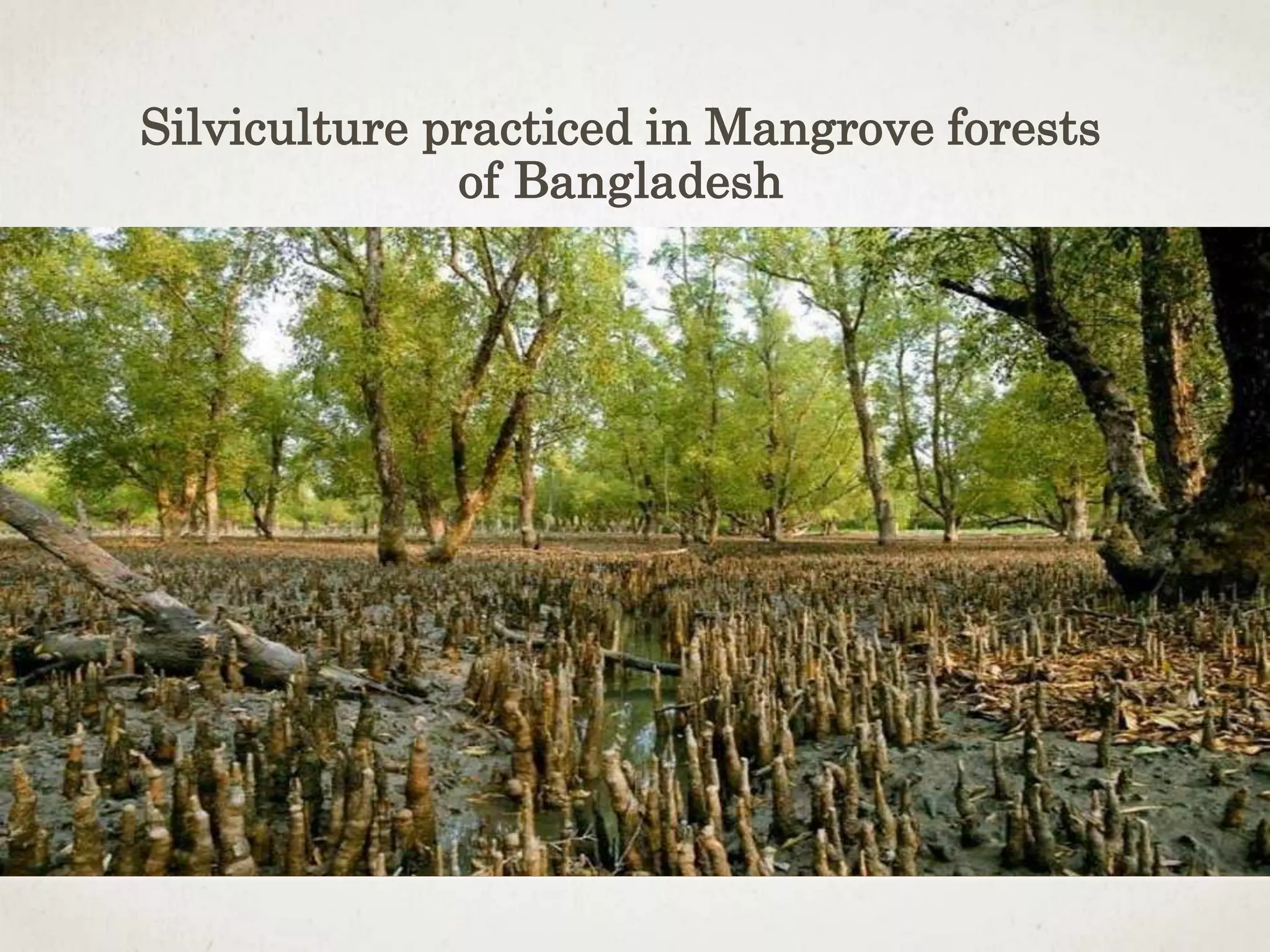 Silviculture practiced in mangrove forests of Bangladesh | PPTX
