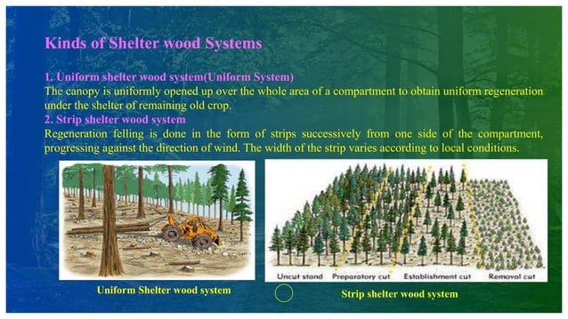 Silviculture system FOR201 | PPTX | Gardening | Home & Garden