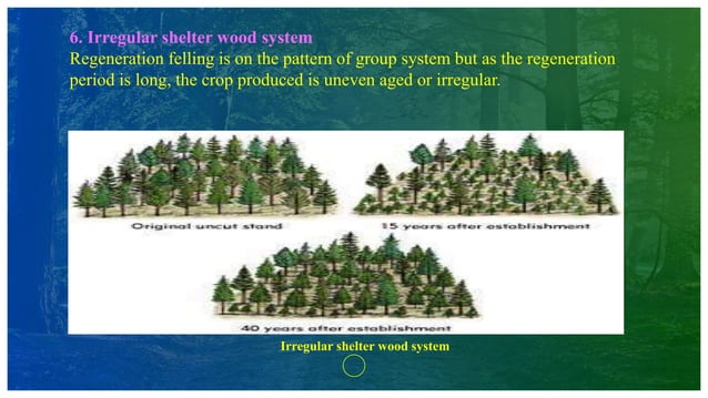 Silviculture system FOR201 | PPTX | Gardening | Home & Garden